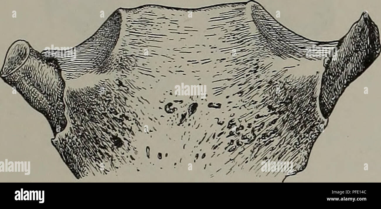 This study focuses on the morphology of the manubrium sterni ...