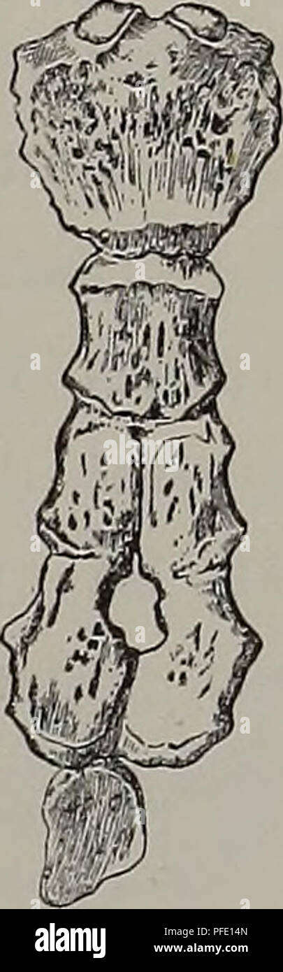 This image comes from a study of the morphology of the manubrium sterni ...