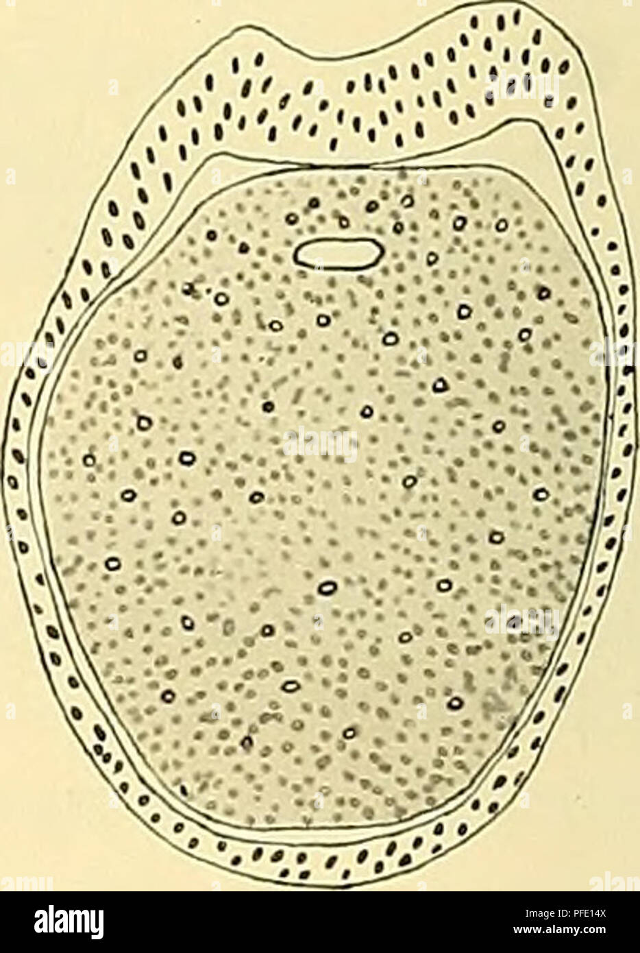 The publication from the Jena Medical-Natural Science Society discusses ...