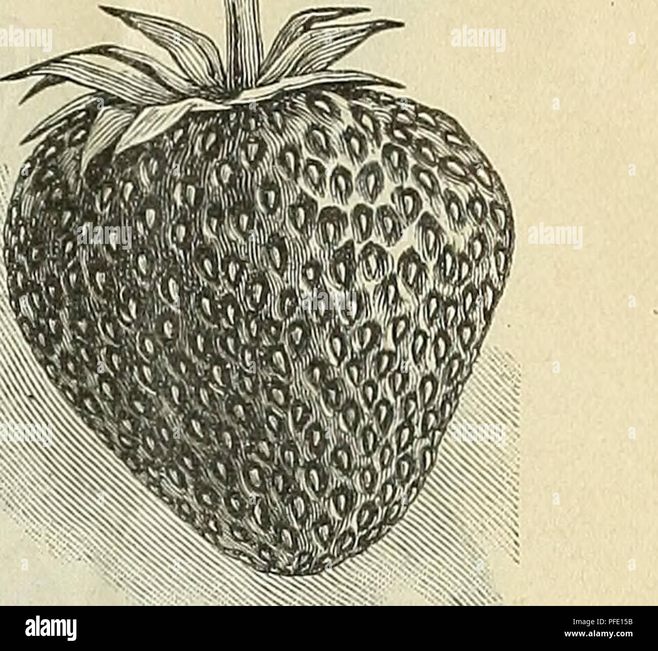 This catalog offers a selection of high-quality trees and plants, with ...