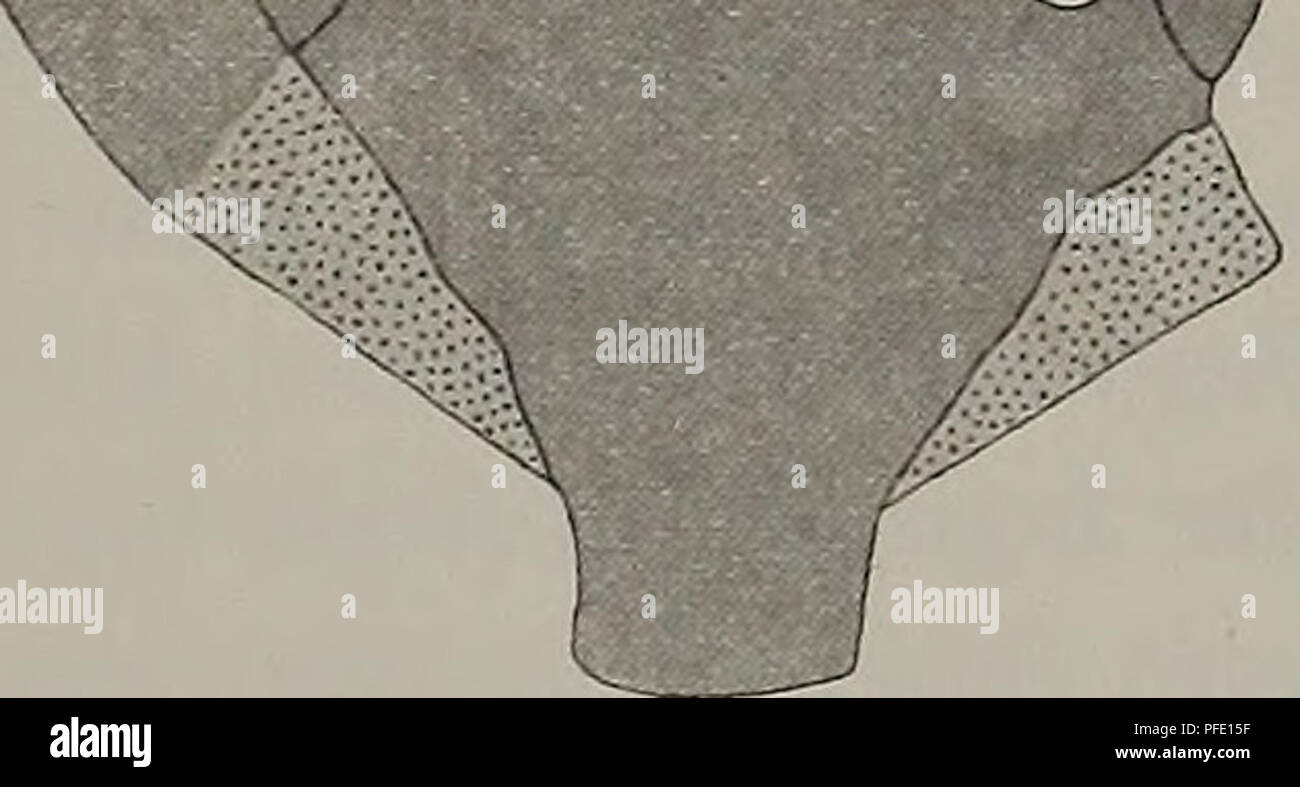 This is a detailed study of the morphology of the manubrium sterni ...