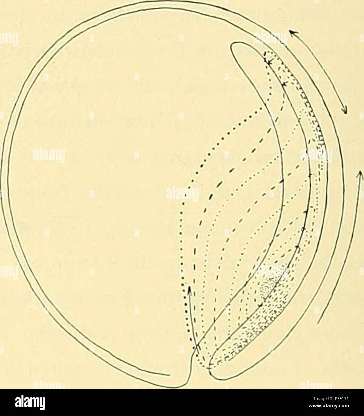 Neurula hi-res stock photography and images - Alamy