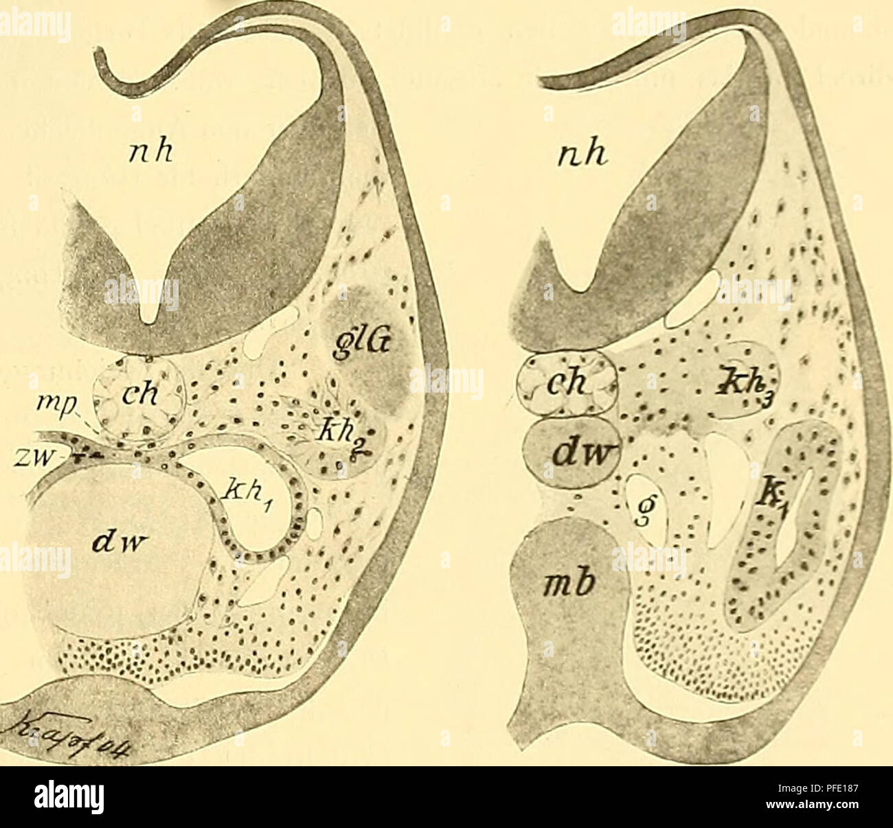This scientific paper explores the development of the cranial cavities ...