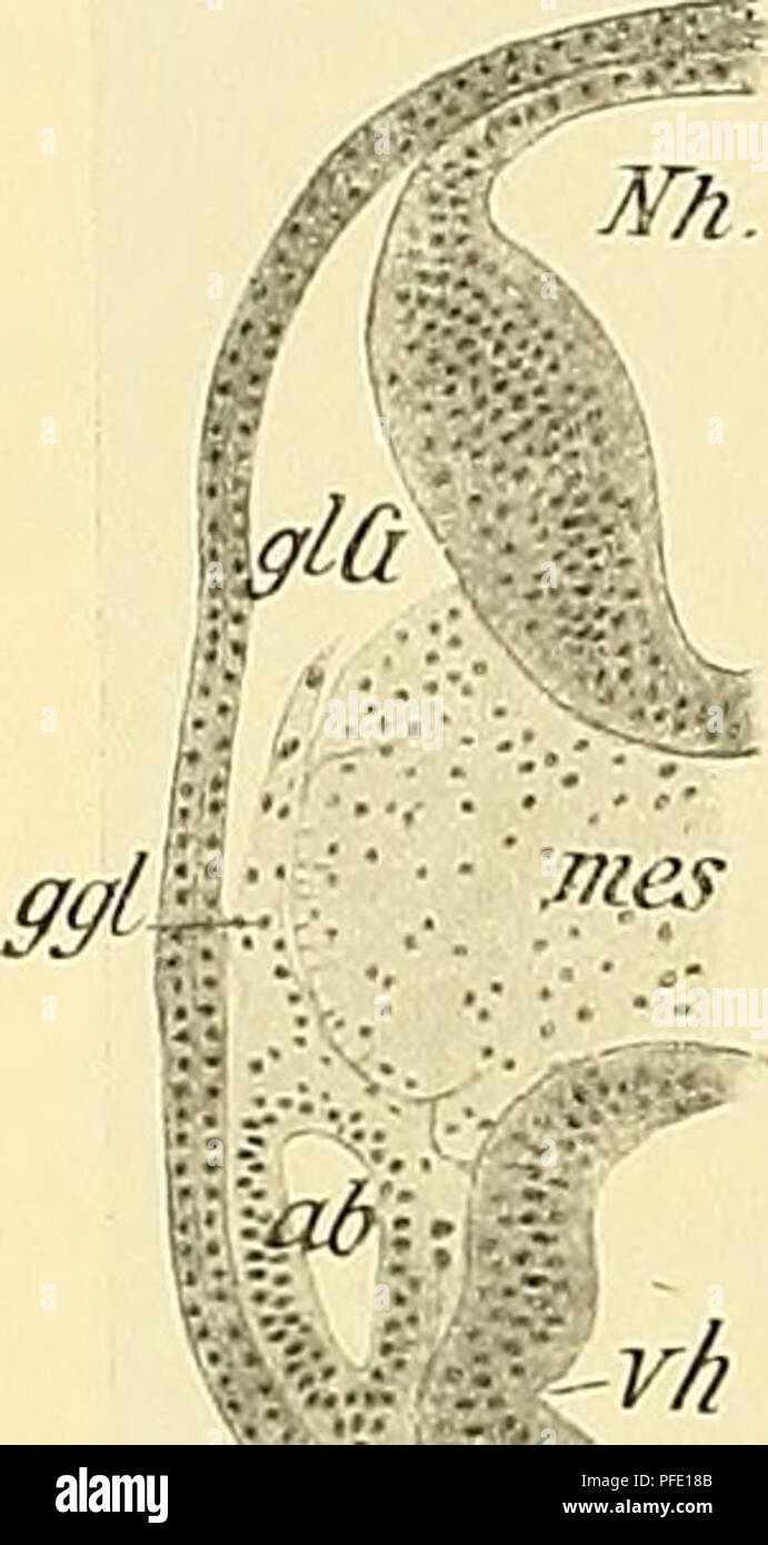 Study examines development anatomical hi-res stock photography and ...