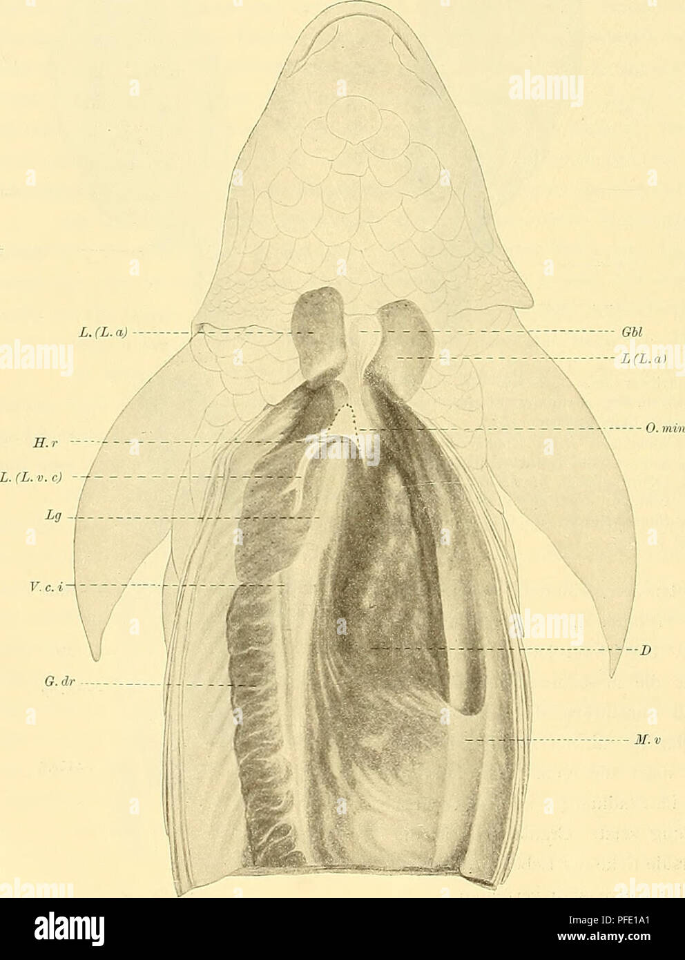 This paper explores the development of mesenteries, liver ligaments ...