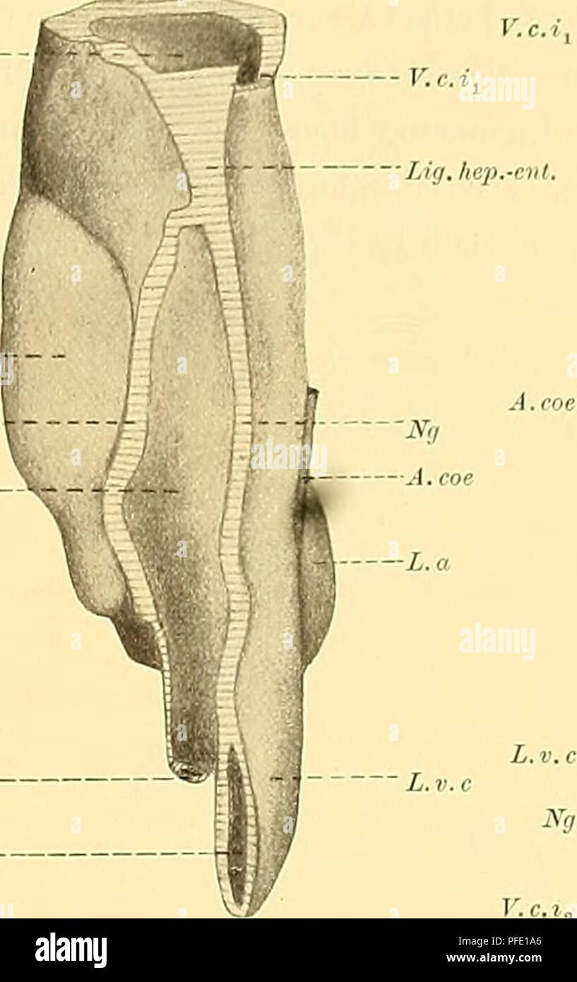 Mesenterium hi-res stock photography and images - Alamy