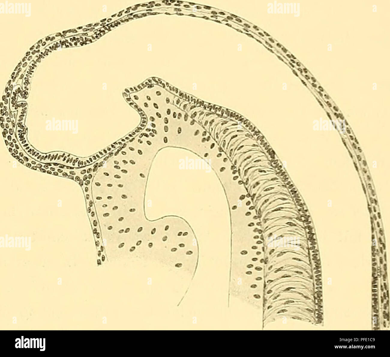 This paper focuses on the central nervous system of Ceratodus forsteri ...