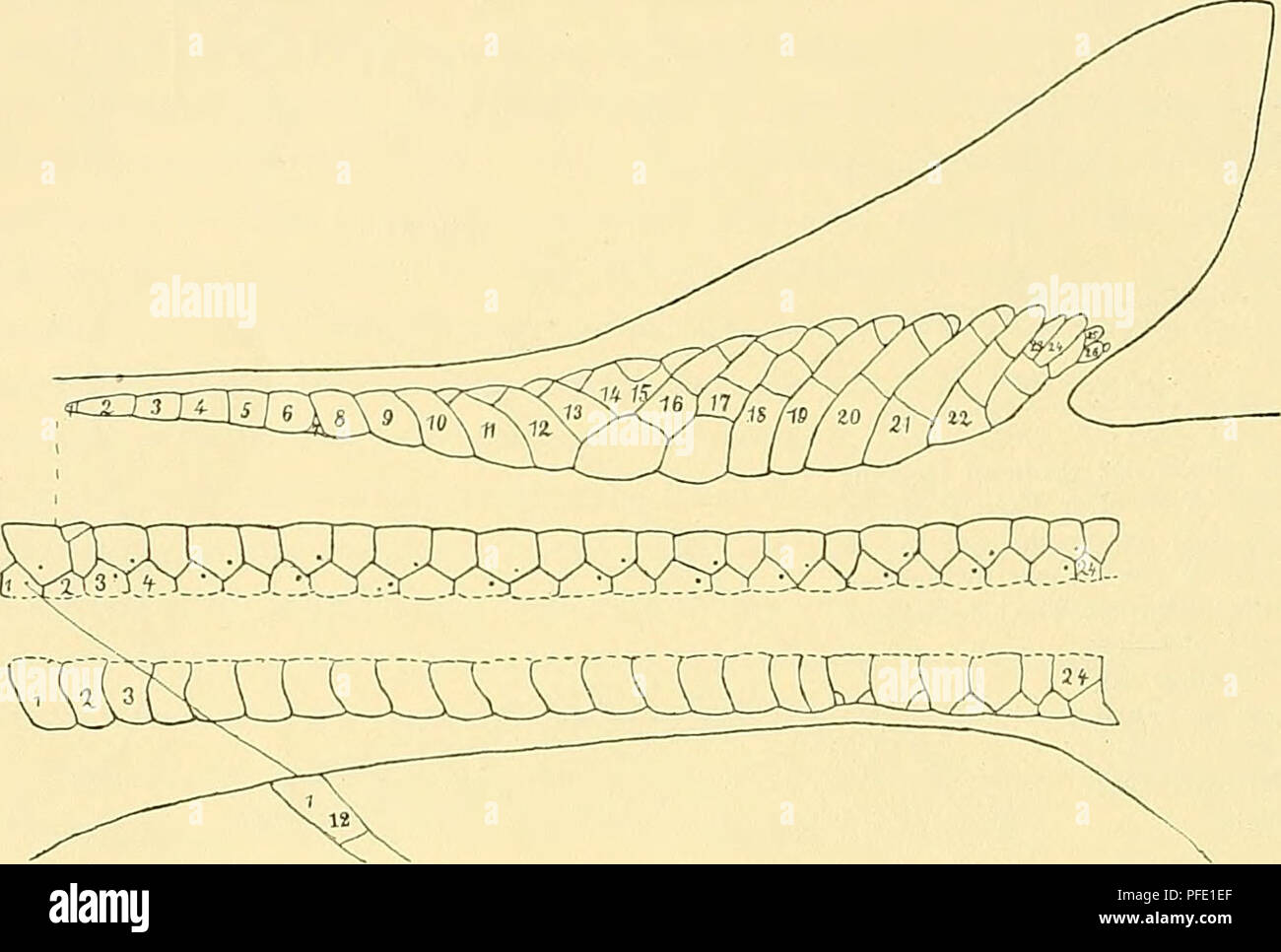 This scientific paper discusses the morphology of the skeleton of ...