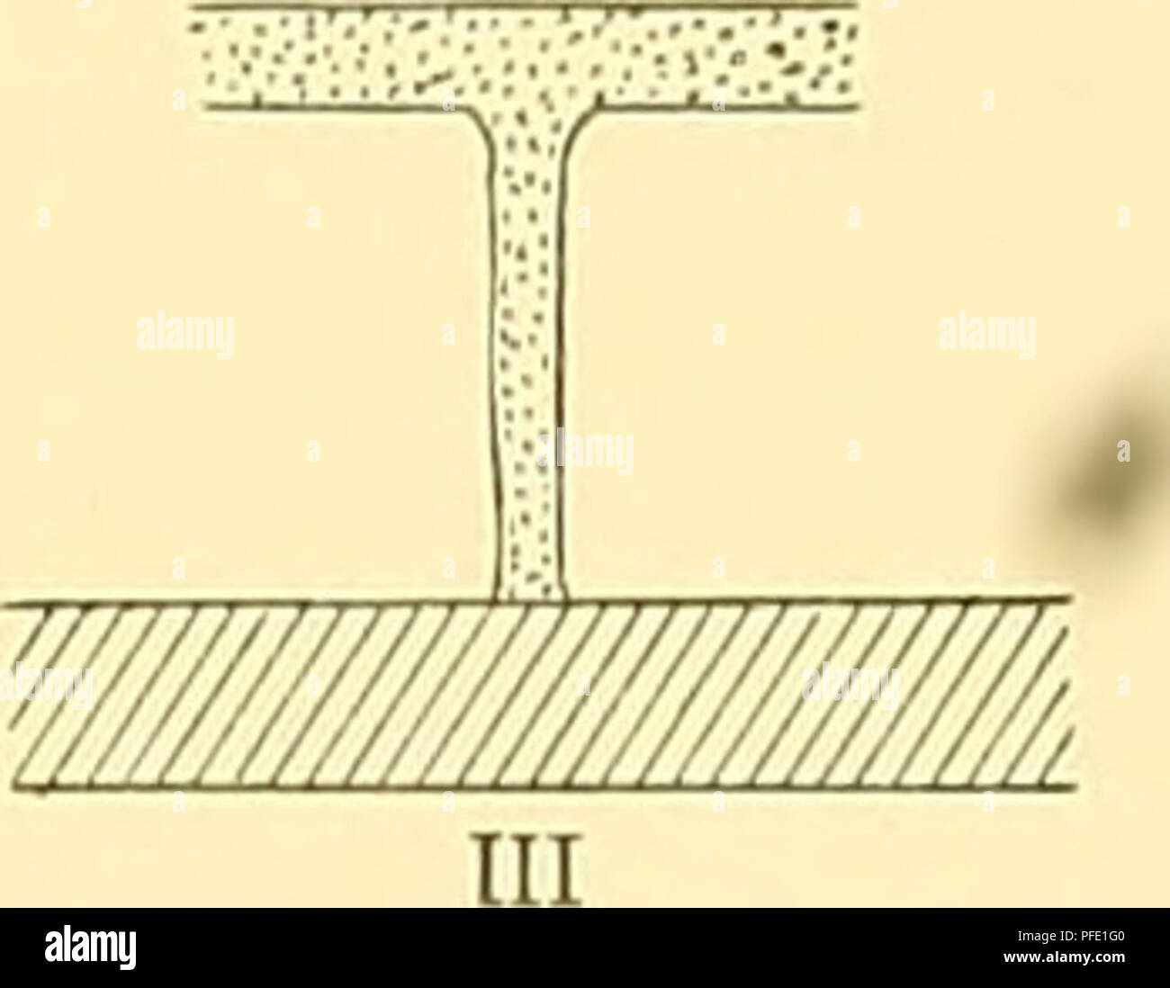 Squaliformes hi-res stock photography and images - Alamy