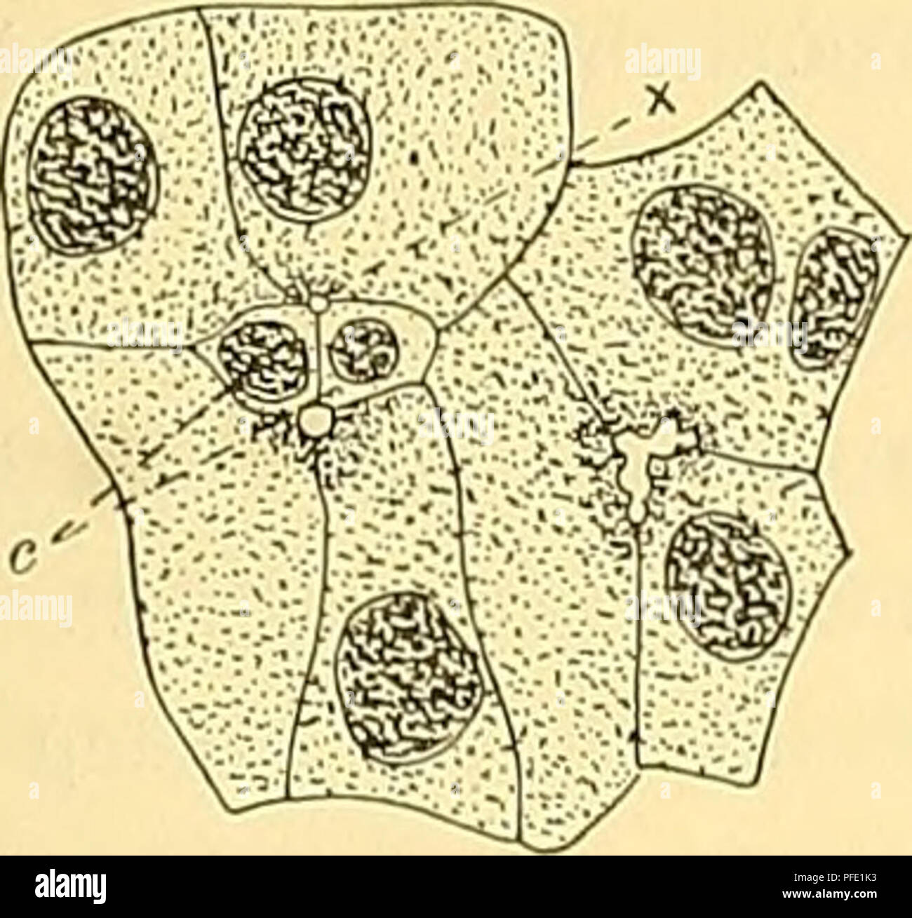 Microscopic tubules hi-res stock photography and images - Alamy