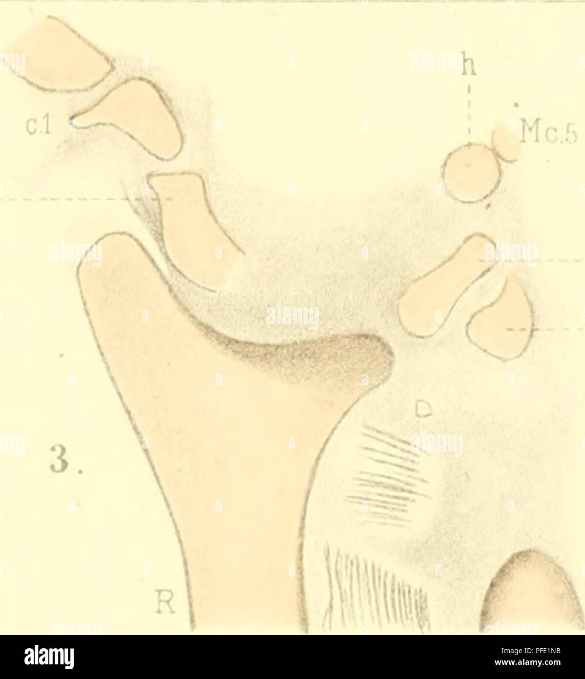 This illustration from 'Denkschriften der Medicinisch ...