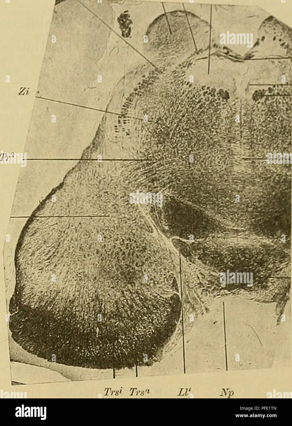 This work details studies on the central nervous system of monotremes ...