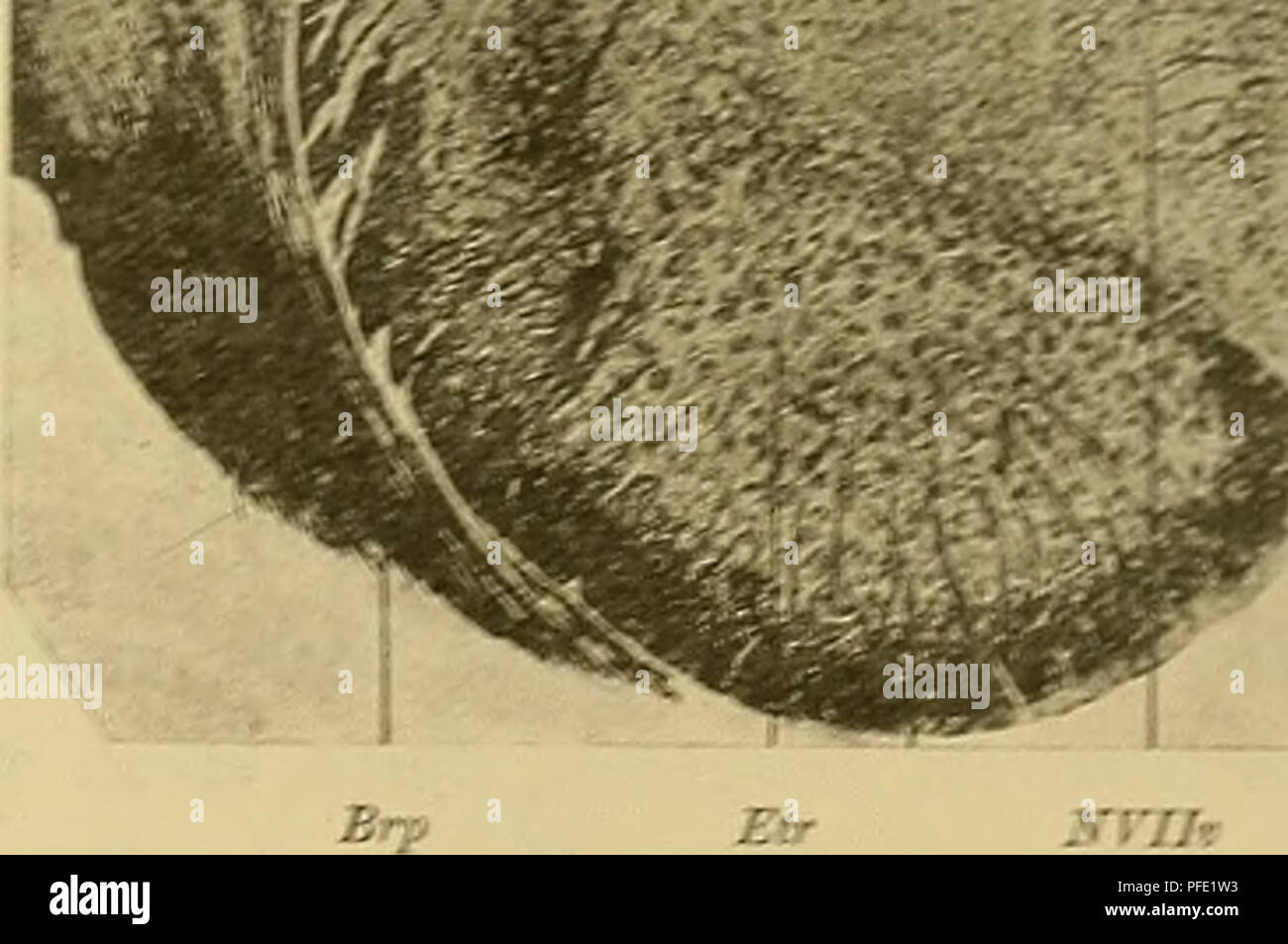 This work from the *Denkschriften* journal discusses the nervous system ...