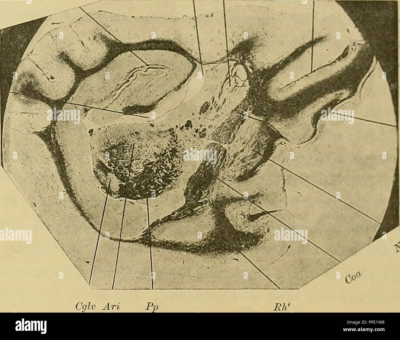 This scientific publication examines the central nervous system of ...