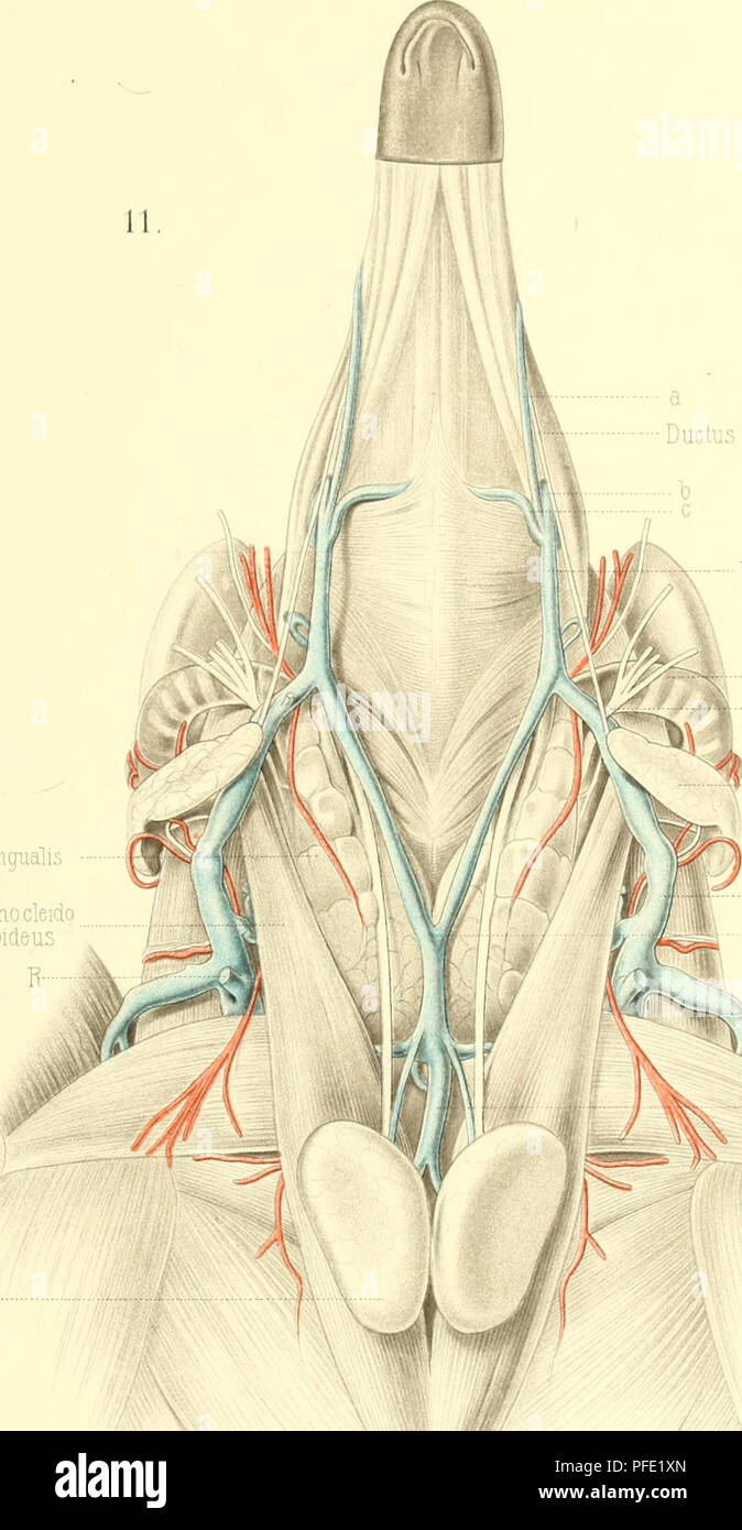 Mastoideus hi-res stock photography and images - Alamy