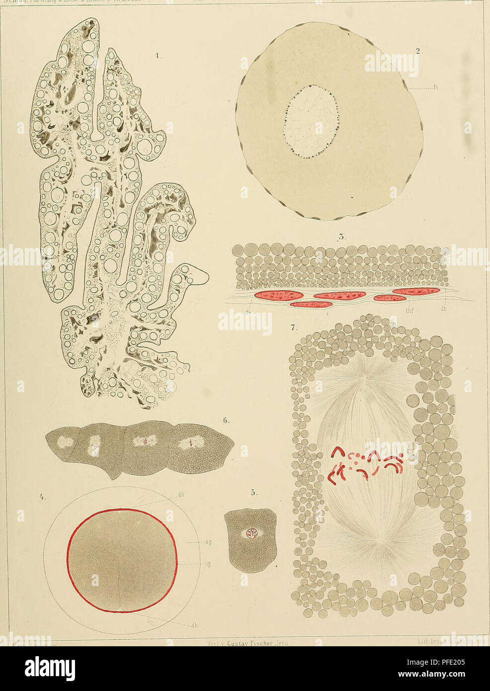 This work from the Medical-Natural Science Society of Jena focuses on ...