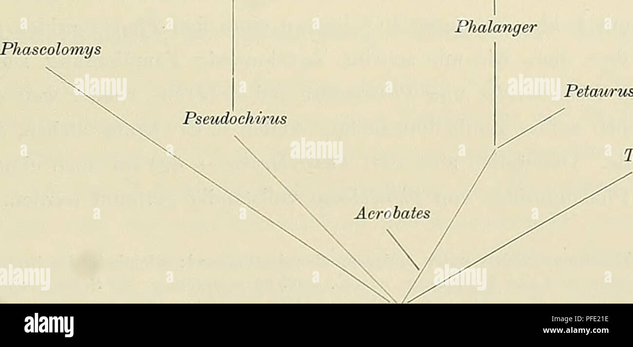 This paper discusses the classification and relationships of marsupial ...