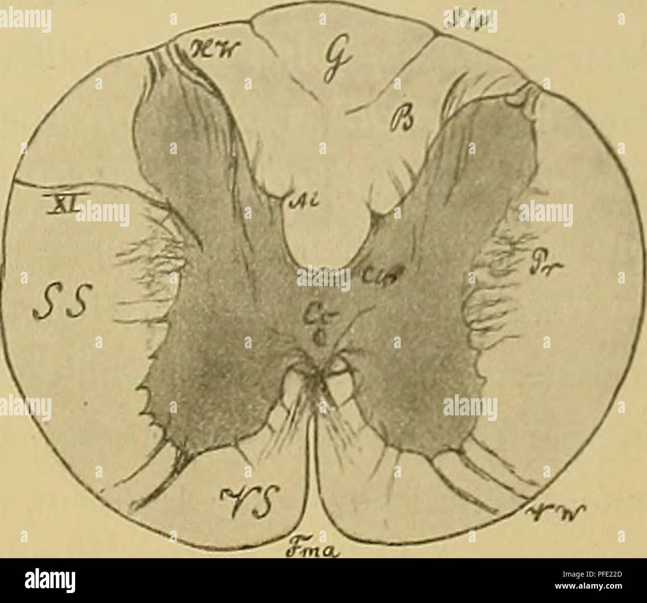 . Denkschriften der Medicinisch-Naturwissenschaftlichen Gesellschaft zu ...