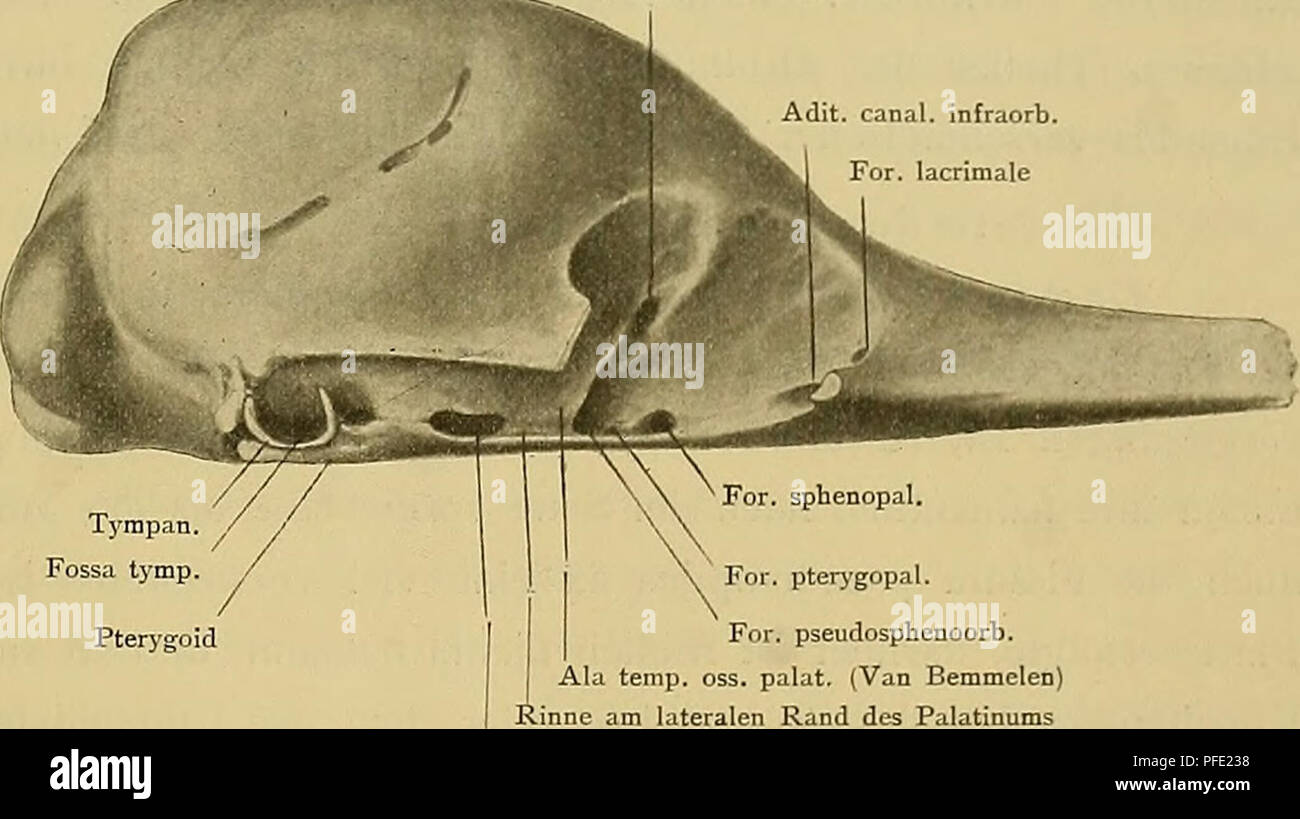 A detailed study of the cranial development of the Echidna aculeata ...
