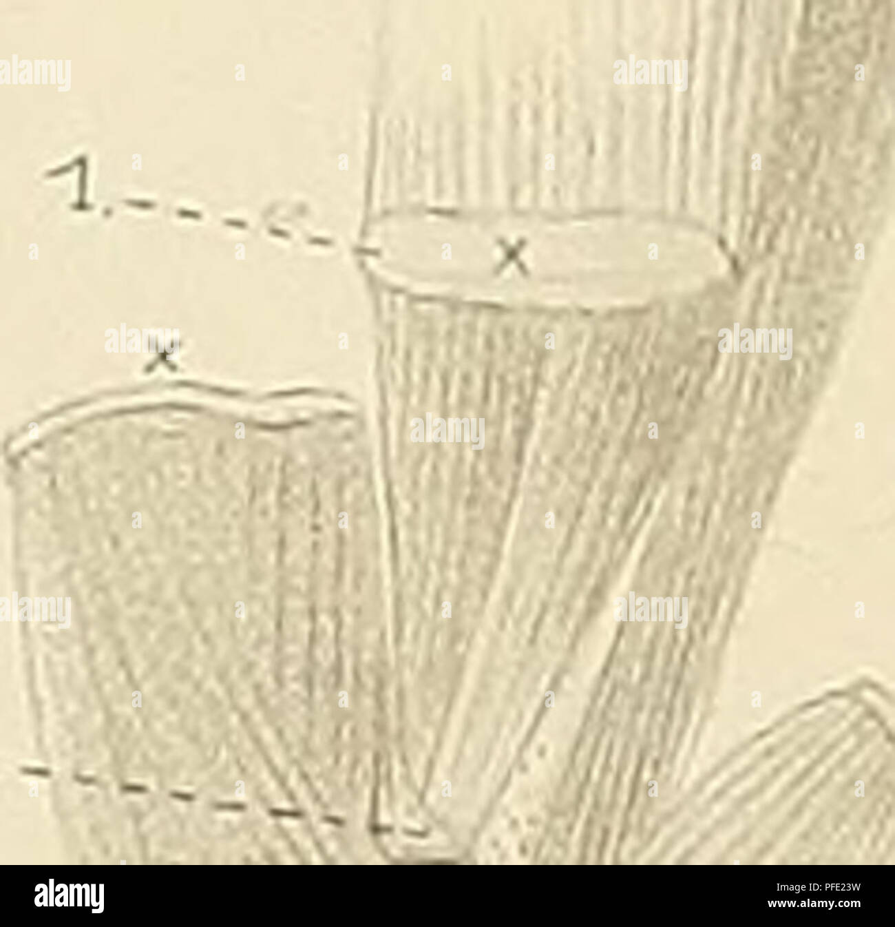 This scientific paper by the Medical-Natural Science Society of Jena ...