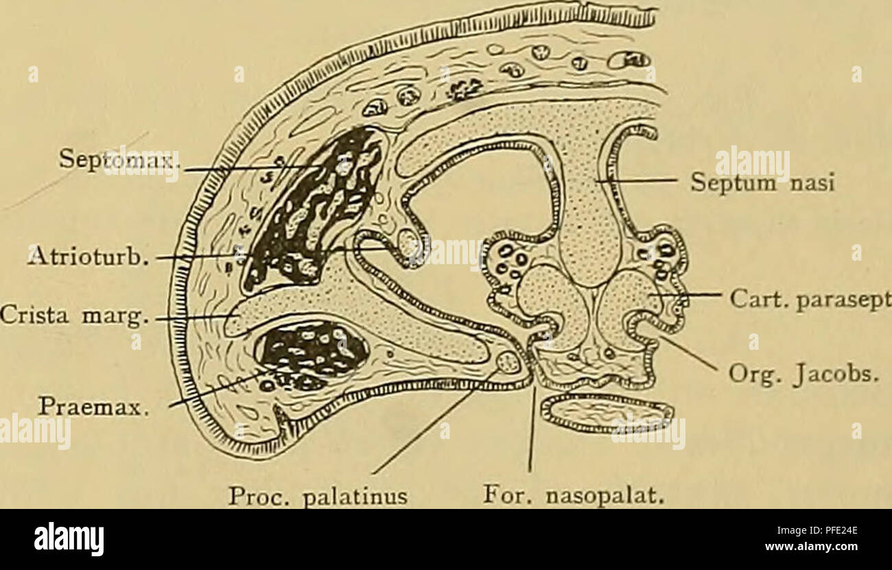 Maxilloturbinal hi-res stock photography and images - Alamy