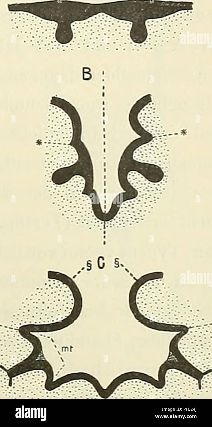 This scientific work outlines the developmental stages of the mammary ...
