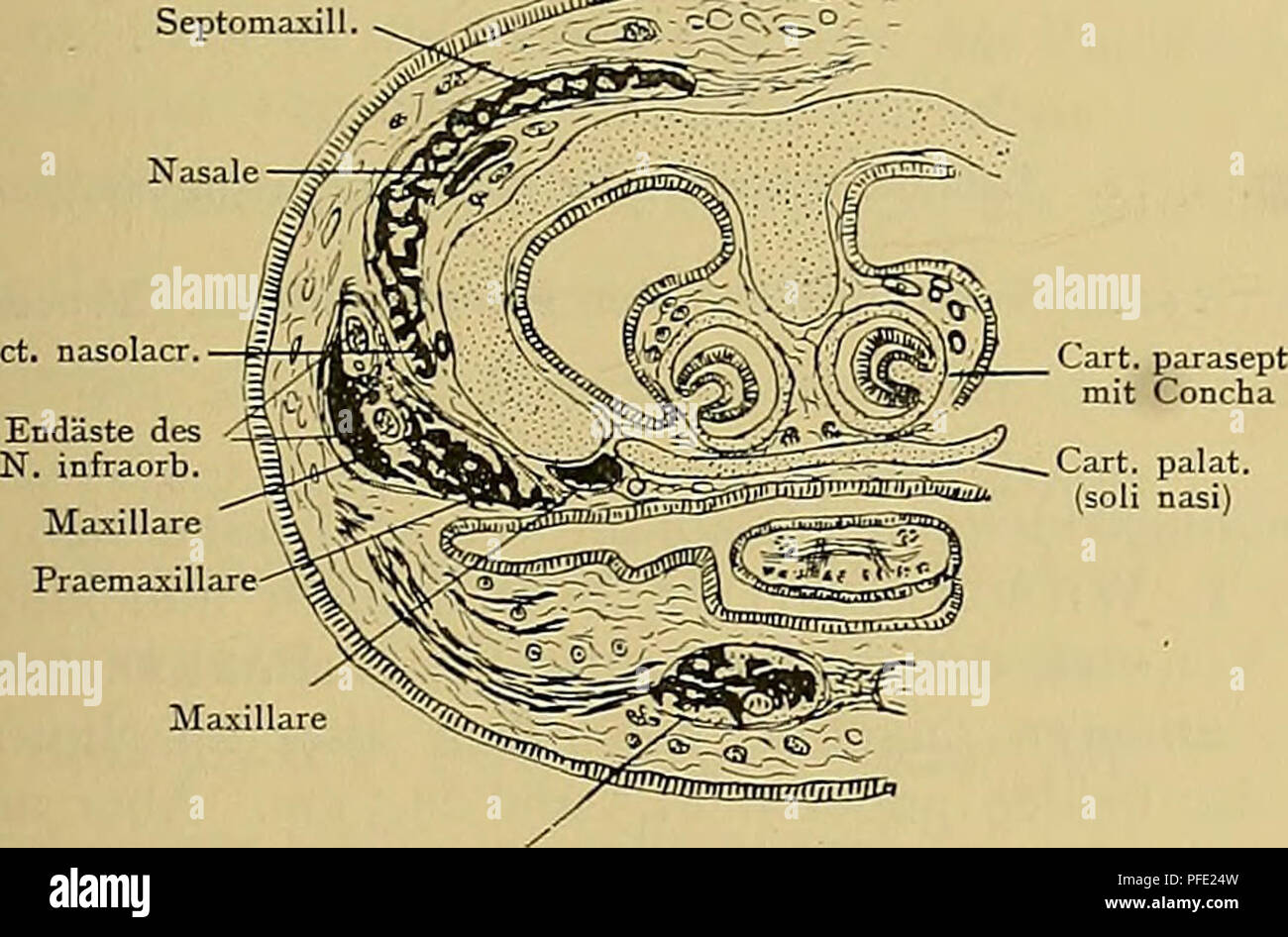 Maxilloturbinal hi-res stock photography and images - Alamy
