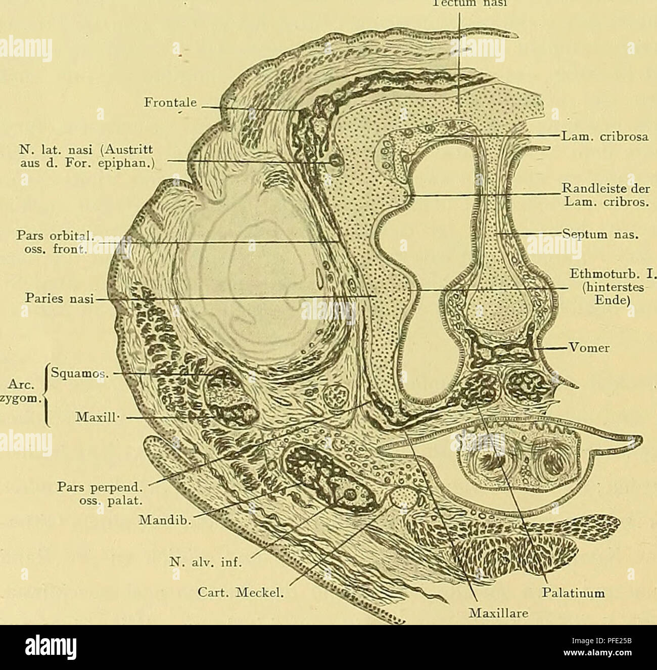 This image illustrates the anatomical features of a specimen in the ...