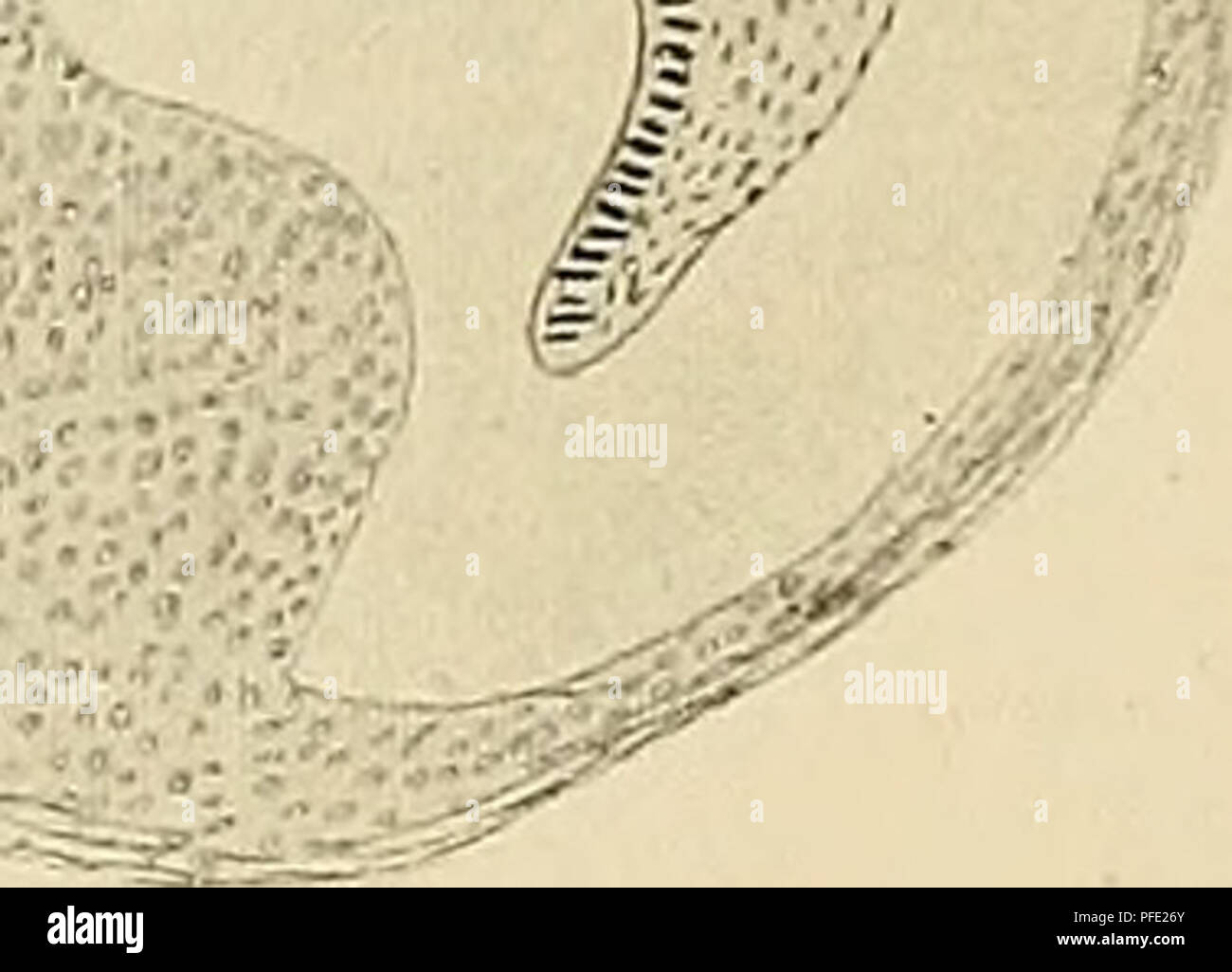 Epithelzelle hi-res stock photography and images - Alamy