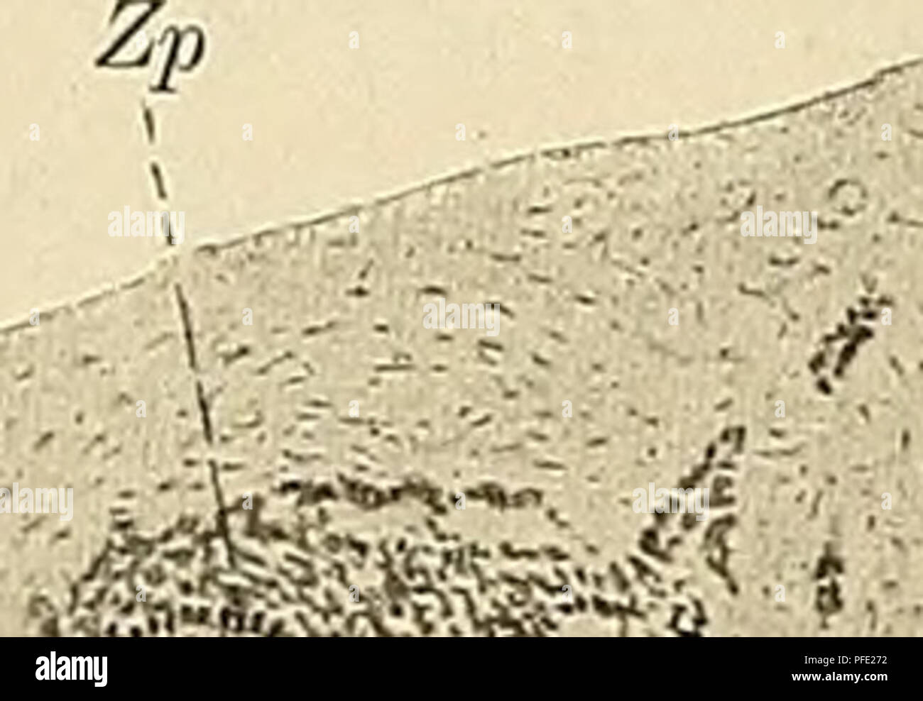 Schmelzpulpa hi-res stock photography and images - Alamy