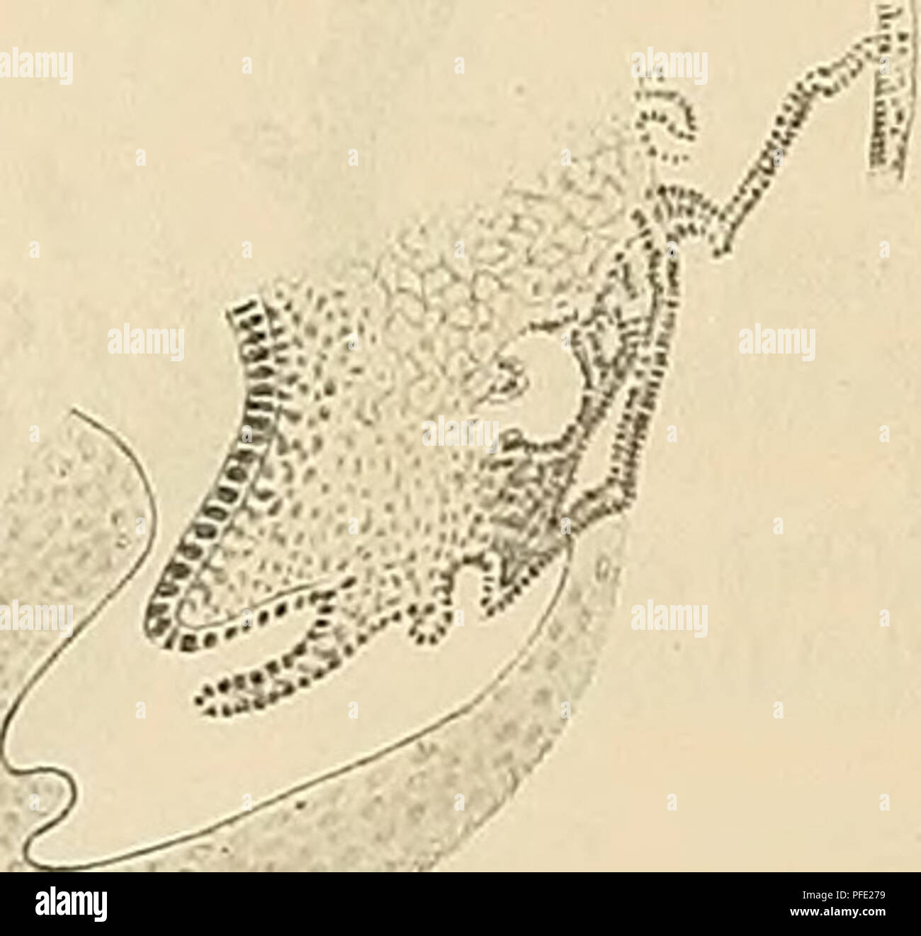 This illustration shows the development of a tooth from its initial ...