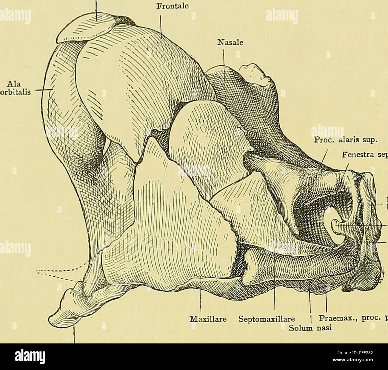 Zygomaticus hi-res stock photography and images - Alamy