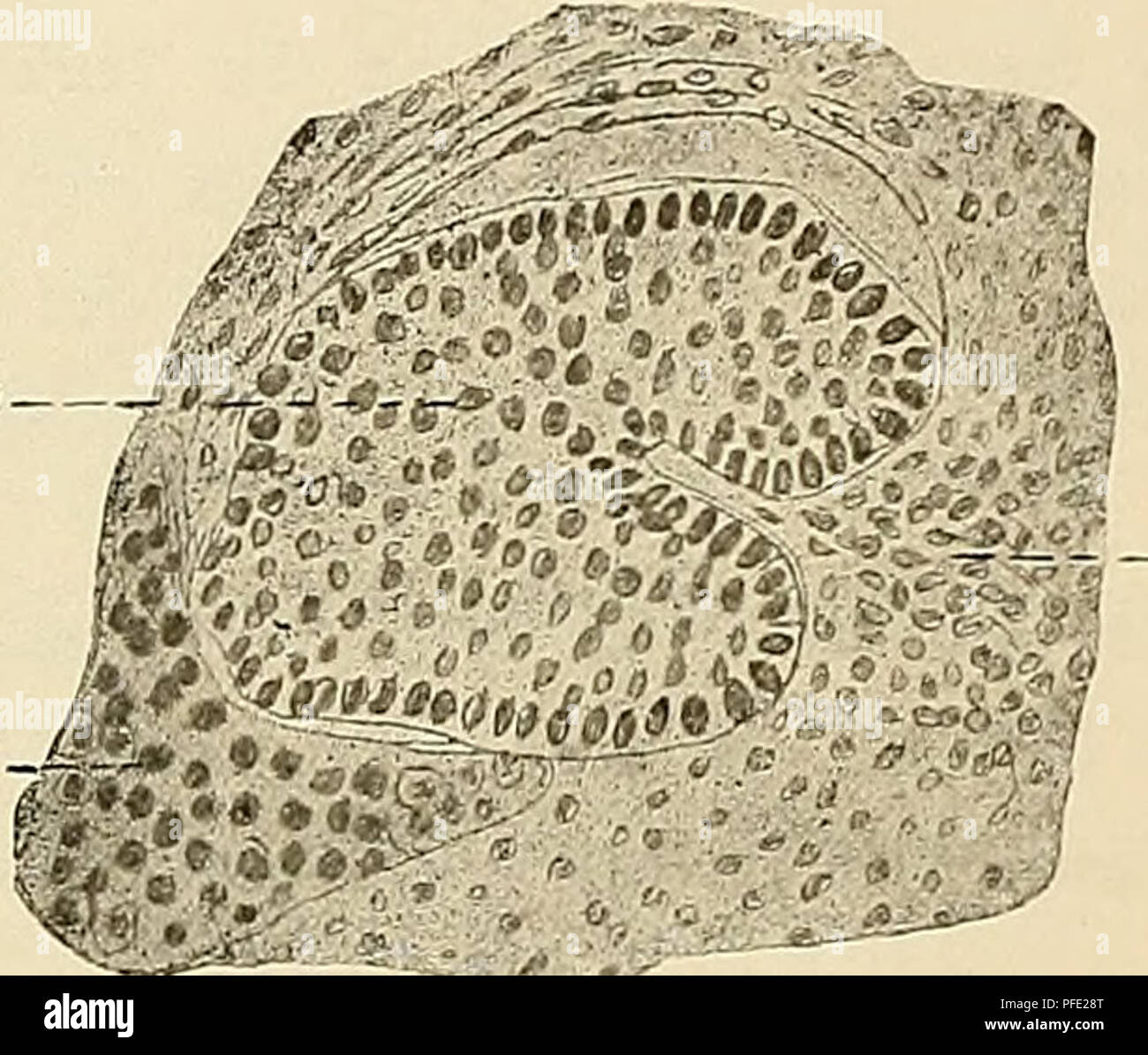 Rudimenta hi-res stock photography and images - Alamy