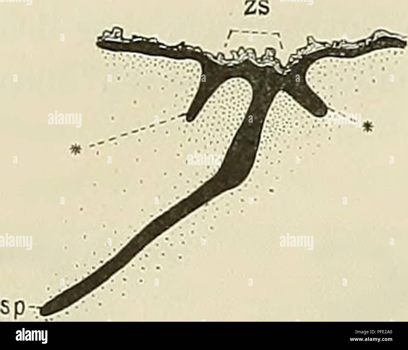 Mit der knospe hi-res stock photography and images - Alamy