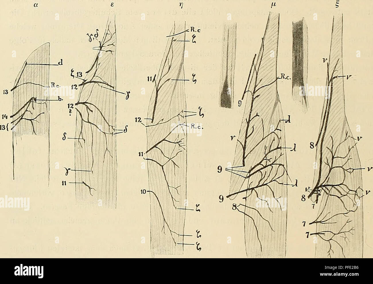 This scientific work explores the muscles and nerves of the *Ceratodus ...
