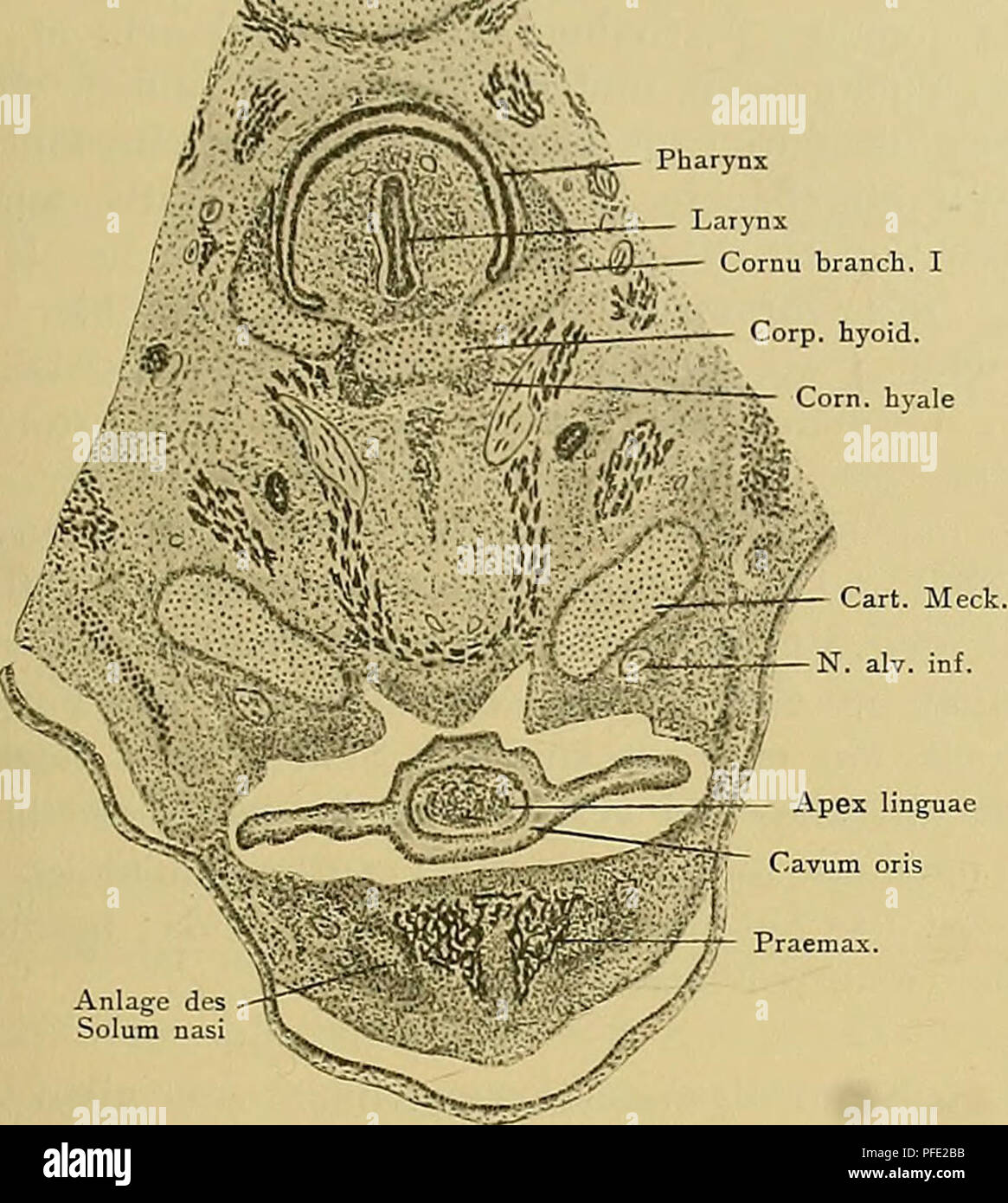 The study examines the development and comparative morphology of the ...