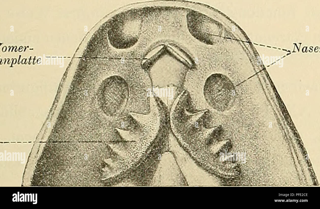 This paper discusses the tooth development of Ceratodus forsteri, an ...