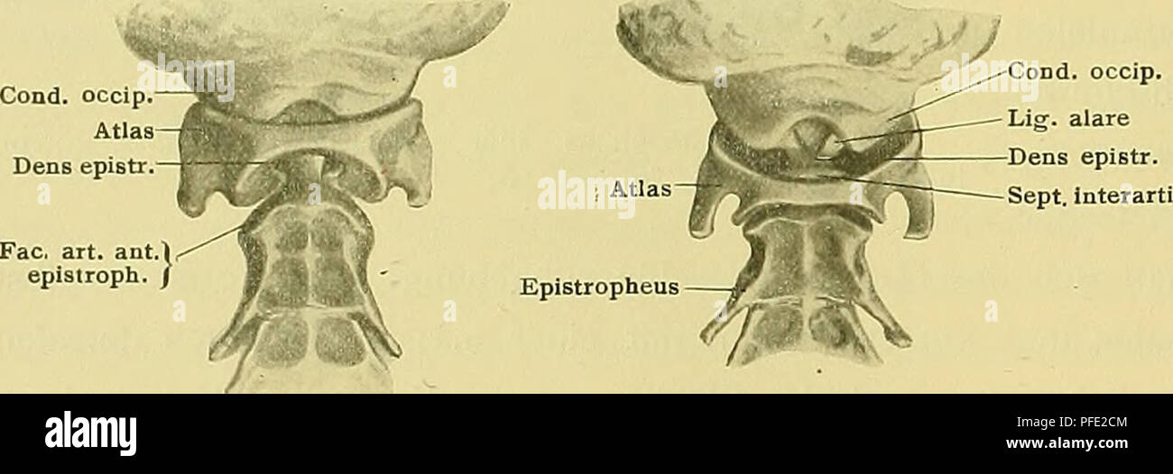 Gelenke von hi-res stock photography and images - Alamy