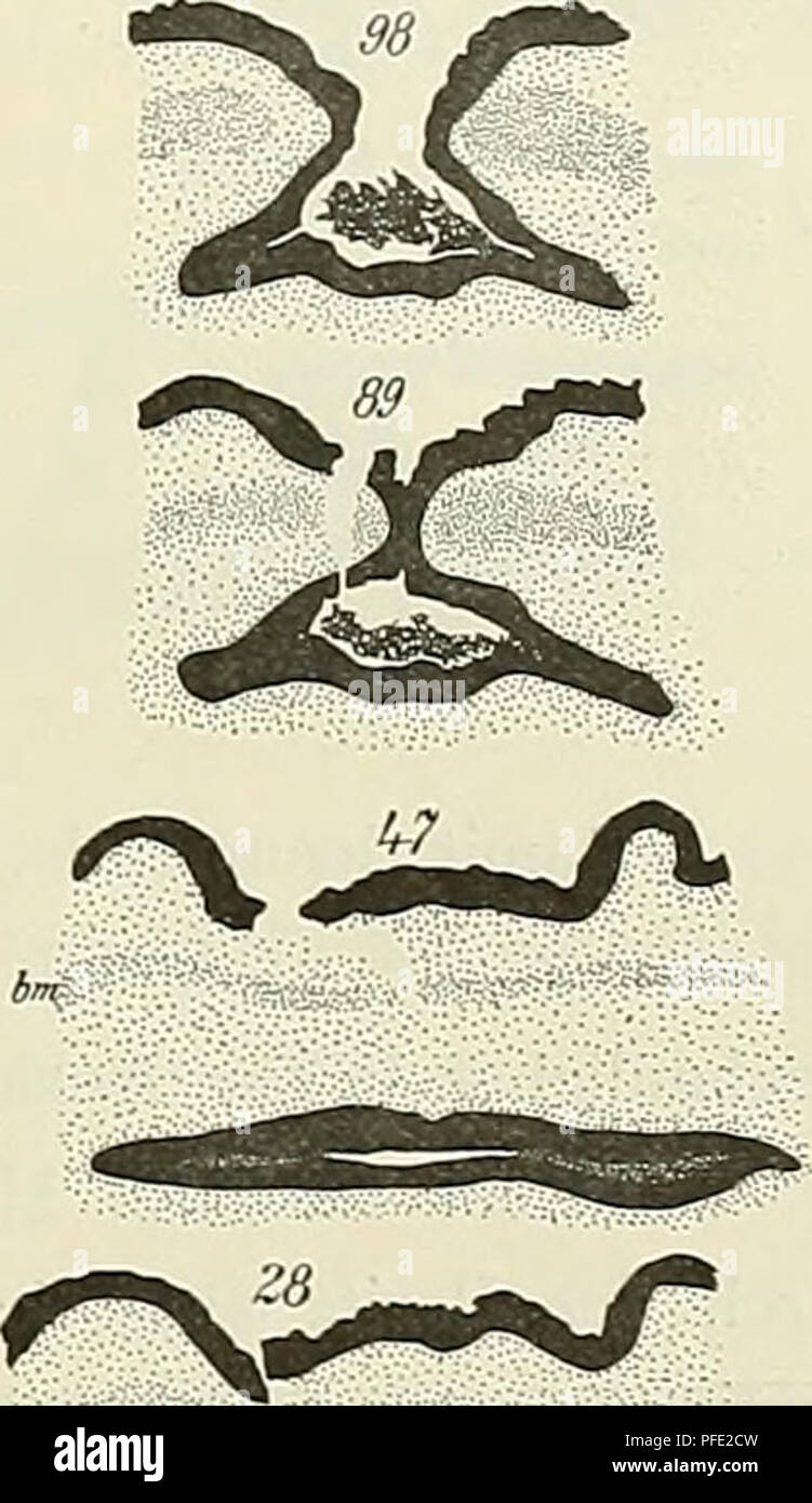 This scientific paper discusses the development of the mammary ...