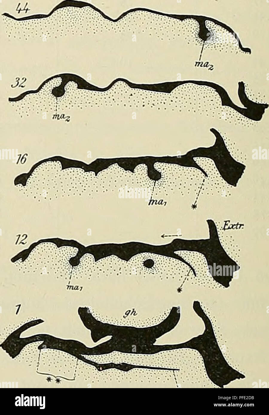 This work documents detailed anatomical studies on the species ...