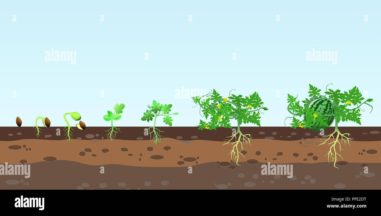 Watermelon plant growth stages hi-res stock photography and images - Alamy