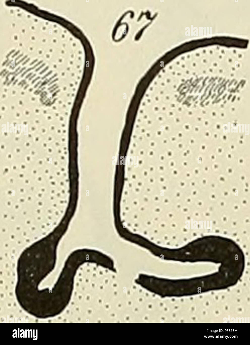 This work focuses on the development of the mammary apparatus in ...