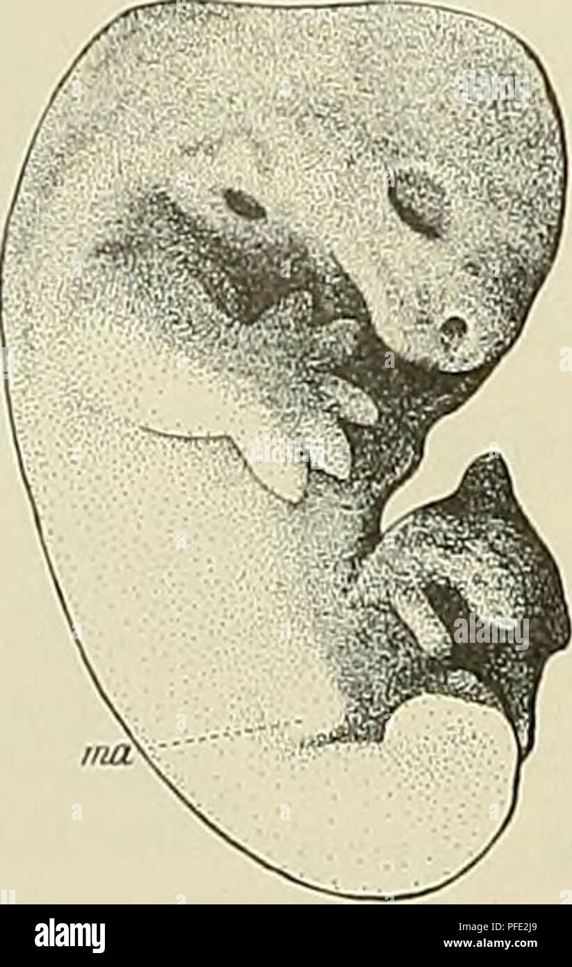 This medical and natural sciences publication examines the development ...