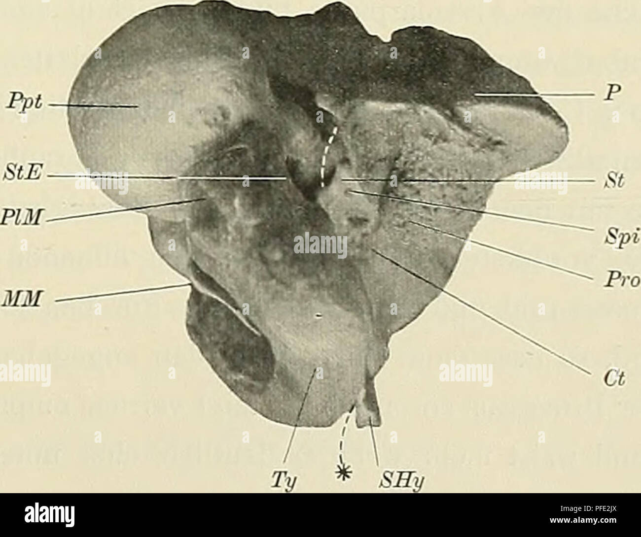 Mediolateral hi-res stock photography and images - Alamy