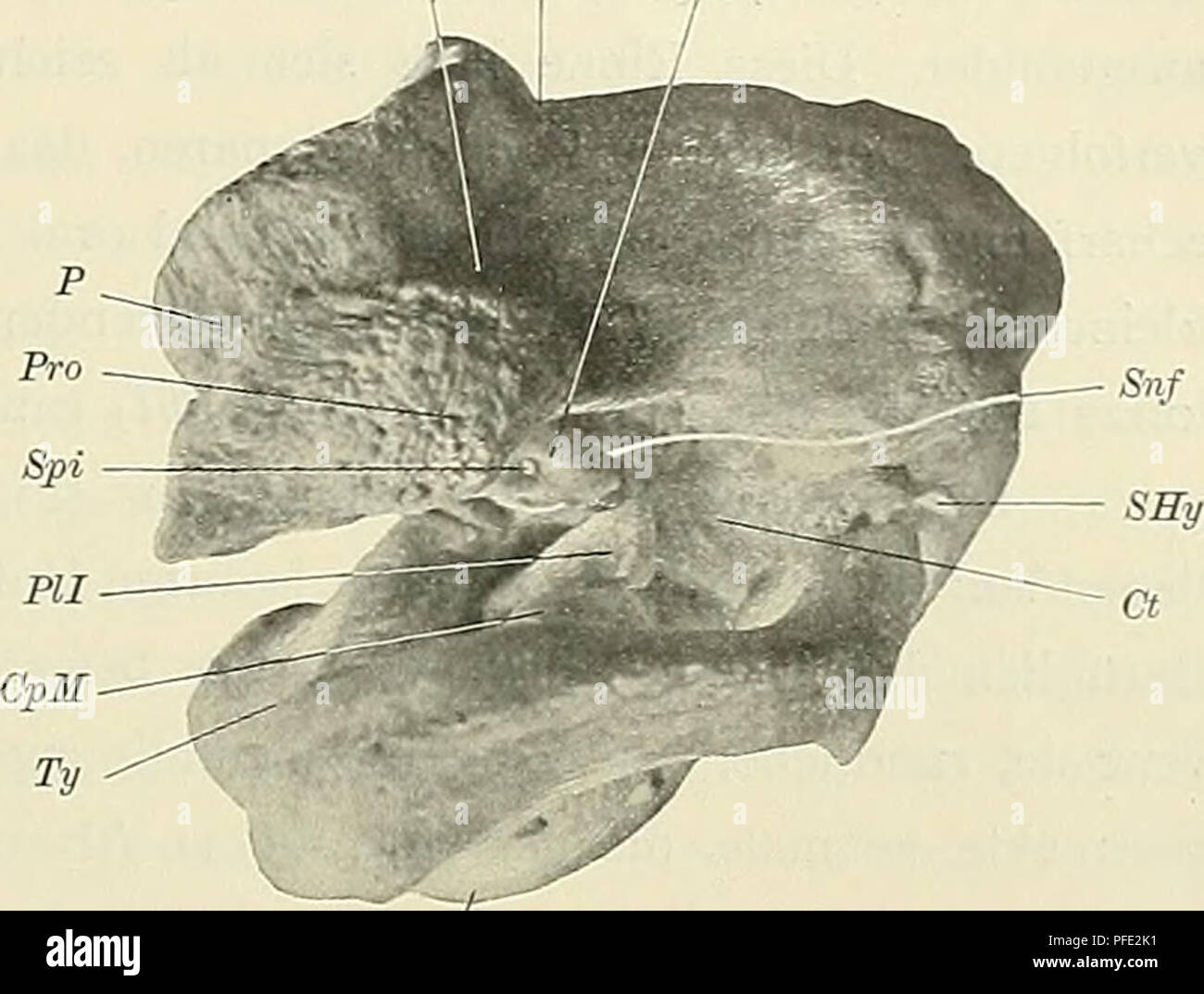 Mediolateral hi-res stock photography and images - Alamy