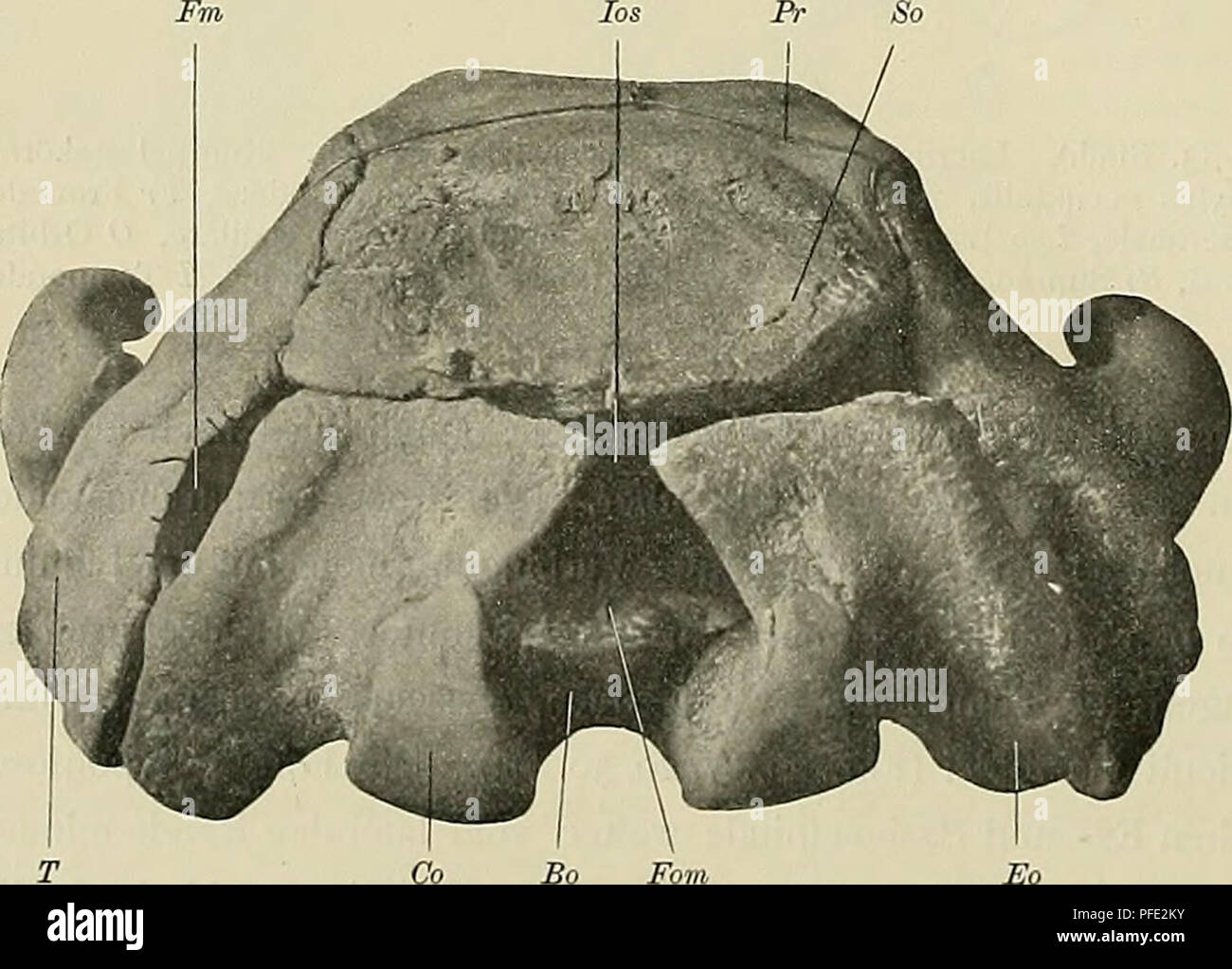 This illustration from the Denkschriften der Medicinisch ...