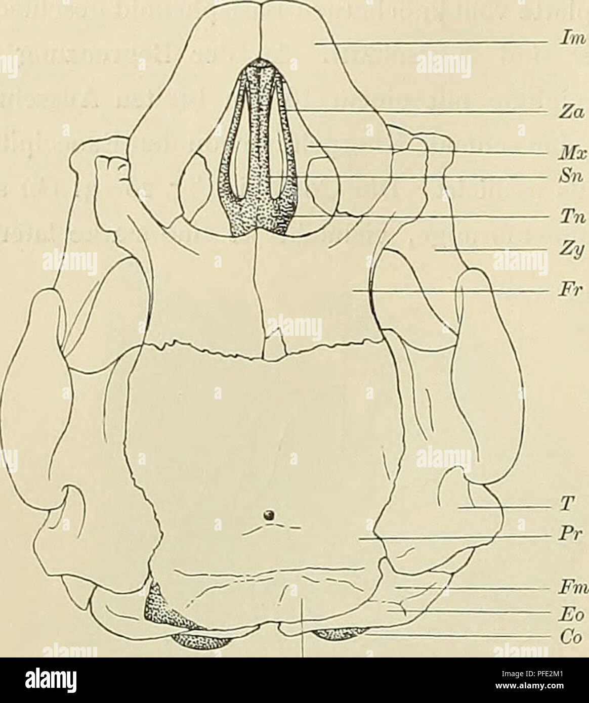 This scientific paper from the Medical-Natural Science Society of Jena ...