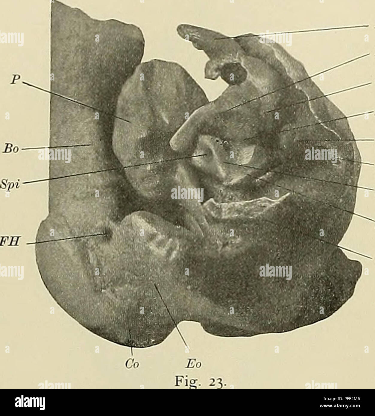 This paper discusses the skull development of the dugong (Halicore ...