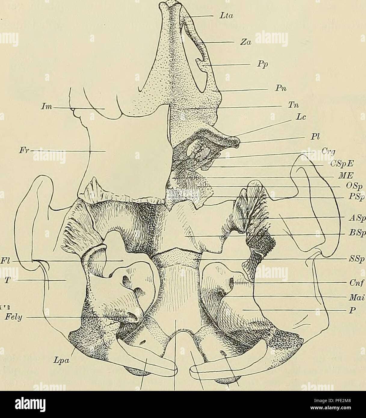 Study details development skull hi-res stock photography and images - Alamy