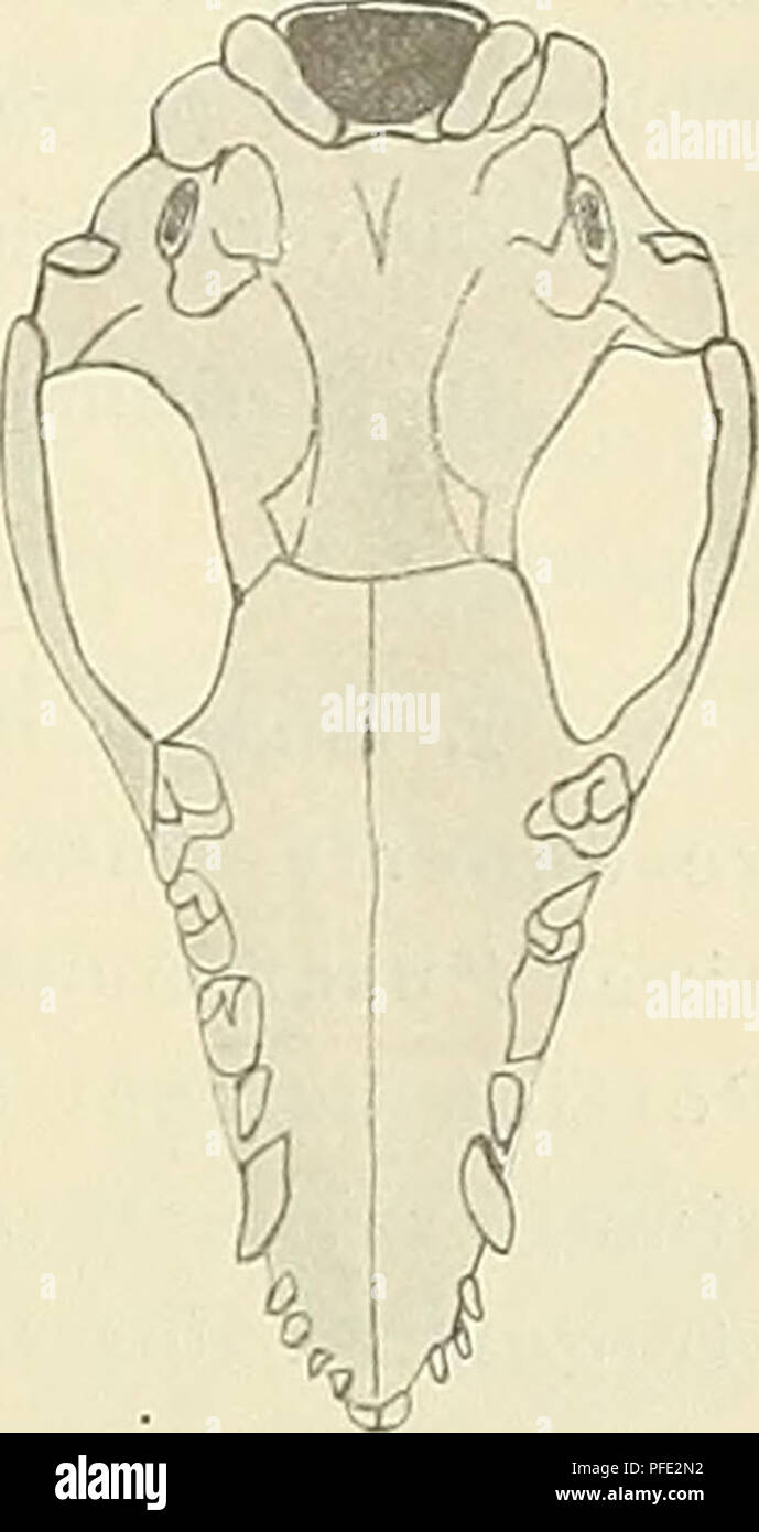 This scientific paper studies the jaw joint structure of edentates and ...